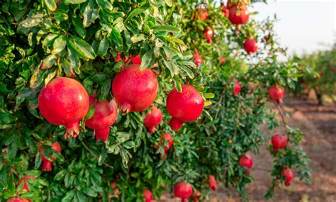 Romã Confira Os Benefícios Dessa Fruta
