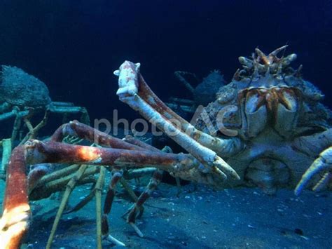 タカアシガニ No 1139955写真素材なら写真AC無料フリーダウンロードOK