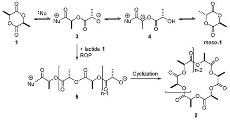 Polymers Special Issue Cyclic Polymers