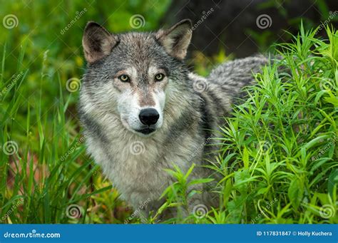 Grey Wolf Canis Lupus Looks Out From Grass Stock Image Image Of Canis