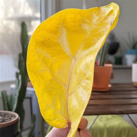 The Potted Pixie Thepottedpixie • Instagram Photos And Videos