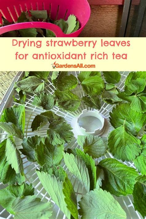 Strawberry Leaves Benefits And Uses May Surprise You Medicinal Herbs