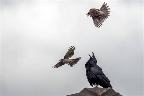 760 Crows Attacking Fotografías De Stock Fotos E Imágenes Libres De Derechos Istock