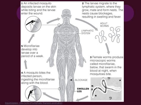 Lymphatic Filariasis Life Cycle