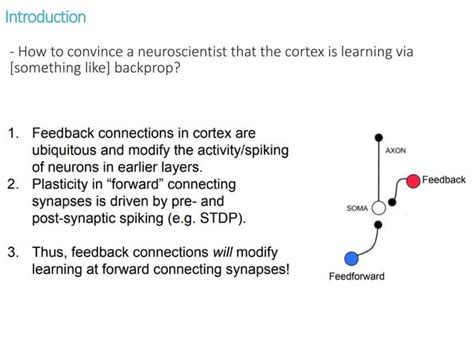 Backpropagation And The Brain Review Ppt