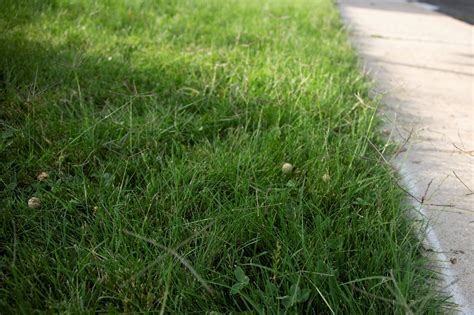 Best And Worst Grass Types For Utah Lawns Stewarts Lawn Care