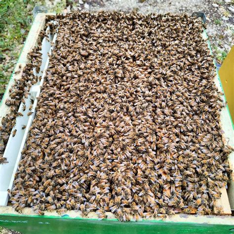 Le Api Di Stefano Etichetta Facebook