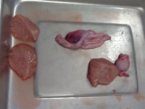 Biologyalive Dissection Club Sheep Testicles