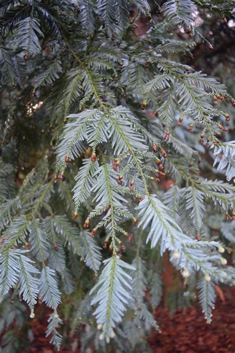 December 2019 Plant Profile Sequoia Sempervirens