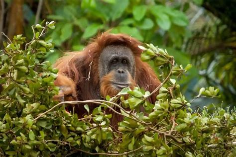 Where Do Orangutans Live Orang Utan Habitat