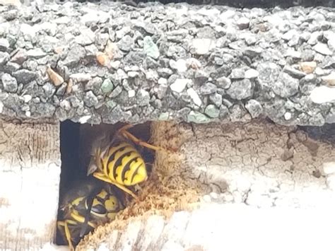 Yellow Jacket Wasp Vs Honeybee How To Spot The Differences Honeyhoney