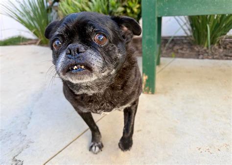 Sofia The Sweet Pug Found As A Stray — Come Meet This Senior Cuddle Bug