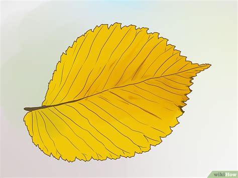 How To Identify Elm Trees