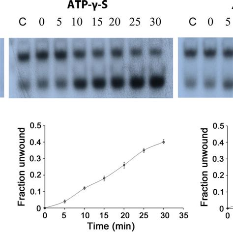 Helicase Activity Of Rnase R A Effect Of Atp On Helicase Activity Of Download Scientific