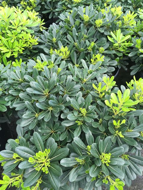 Pittosporum Wheelers Dwarf