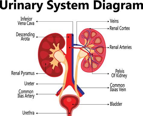 Human Urinary System Diagram Labeled