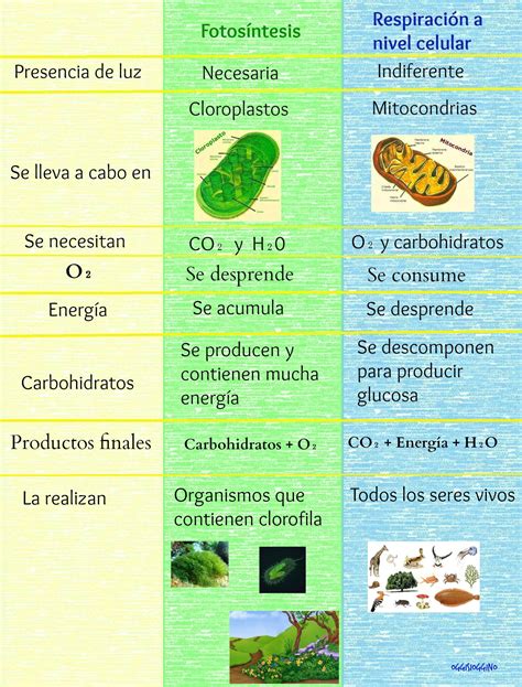 Mapa Conceptual De La Respiración Celular Y La Fotosíntesis