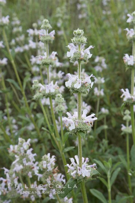 Salvia Mellifera