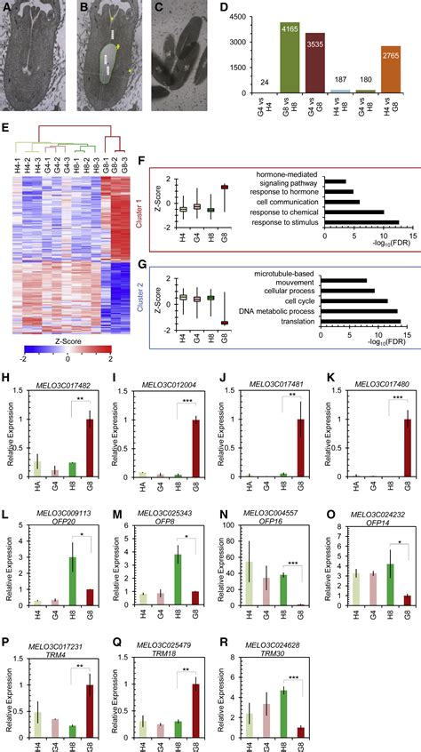 Ethylene Plays A Dual Role In Sex Determination And Fruit Shape In