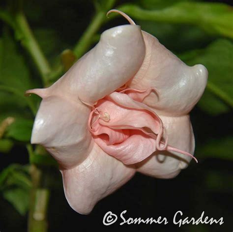 Tizzy Lizzy Brugmansia Growers International