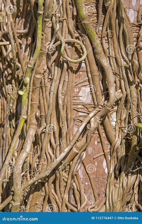 Roots And Vines Around Tree Stock Image Image Of Environment Nature