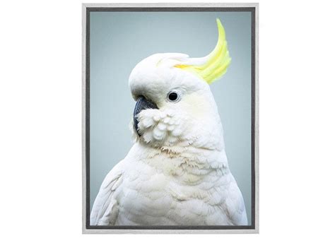 Sulphur Crested Cockatoo Canvas Wall Art Print Final Touch Decor