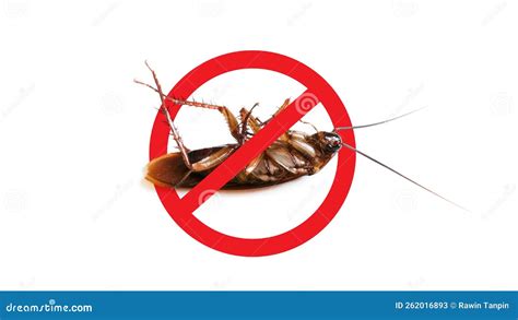 Anti Cockroach Pest Control Stop Insects Sign Stock Image Image Of