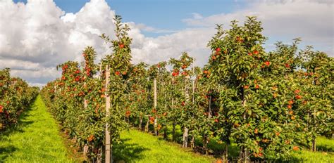 Veel Mensen Oogsten Rijpe Elstar Appels In Een Nederlandse Boomgaard