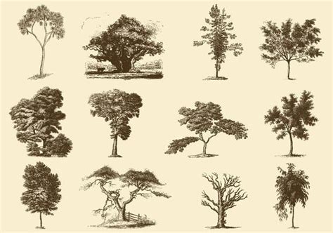 Tree Texture Vector Art Icons And Graphics For Free Download Tree Texture Vector Art Icons And Graphics For Free Download