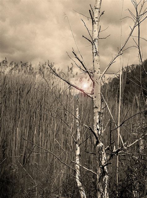 Dying Birch Tree Photograph By Bill Goldman Fine Art America