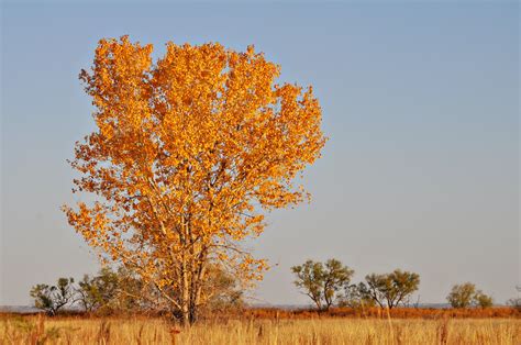 Cottonwood Trees Wilder Good