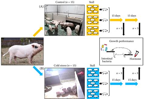 Experimental Design And Grouping Download Scientific Diagram