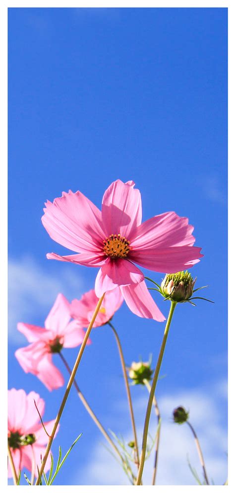 Top Ide Gambar Bunga Kecil Gambar Sepeda