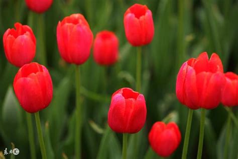 各色鬱金香花語你值得要收藏 每日頭條