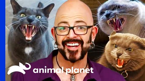 Cat Whisperer Tv Show 60 Photos Moonagedaydreamfilm