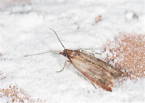 How To Get Rid Of Clothes Moths And Pantry Moths Hgtv