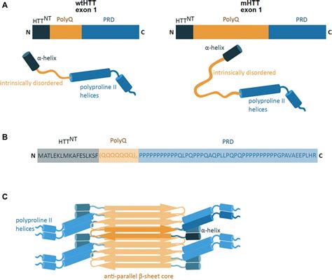 protein aggregation human diseases at zara khull blog