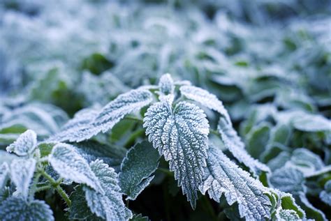 Farewell Frost Northwestern Now