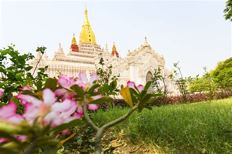 배경에 아름 다운 아난 다 사원의 멋진 전망과 전경의 분홍색 프란 지 파 니 꽃이 있습니다 0명에 대한 스톡 사진 및 기타 이미지 Istock