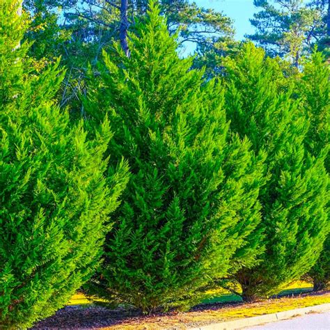 8 Best 56 Foot Evergreen Shrubs For Privacy Year Round Screening