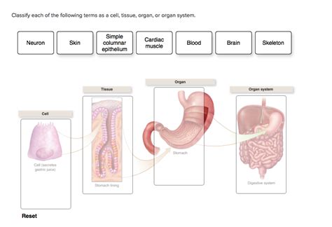 solved classify each of the following terms as a cell