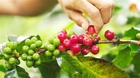 농부의 손 빨갛게 익은 아라비카 커피 체리 또는 열매를 선택적으로 따기 나뭇가지에 대한 스톡 사진 및 기타 이미지 나뭇가지 농부 농업 Istock
