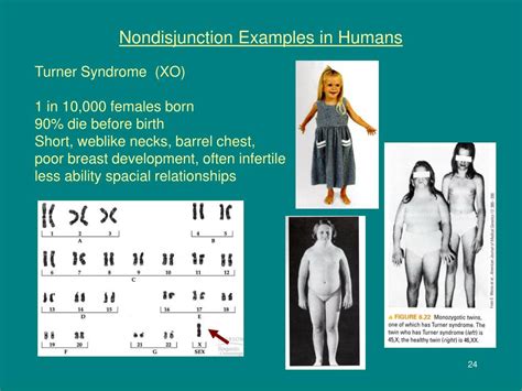 PPT Sex Determination And Sex Linked Genes PowerPoint Presentation Free Download ID