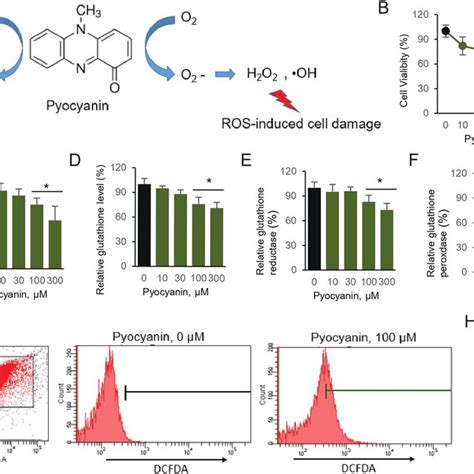 Antioxidant Compounds Attenuated Pyocyanin Induced Ros Production And Download Scientific