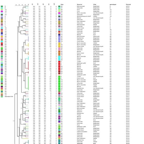 Dendrogram Base On Clustering With Respect To Mlva Types Of Mrsa Download Scientific Diagram