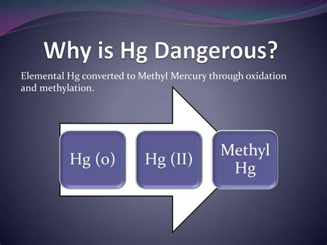 Ppt Use Of Phytoremediation To Mitigate Mercury Pollution Caused By Artisanal Gold Mining