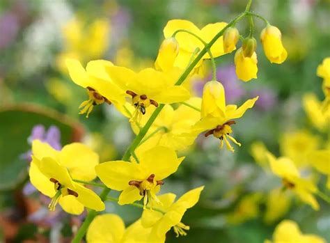 90 Stunning Flowers That Start With B Pictures And Names