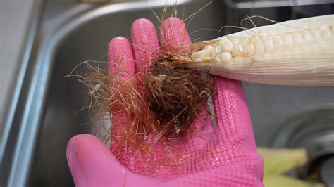 옥수수는 이제 여기에 넣으세요 찌지 않아도 맛있는 옥수수 삶는 법 텐꿀팁