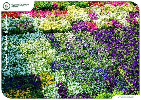 ЦЭЦГИЙН МАНДАЛ СУУЛГАХ АЖИЛ ЭХЭЛЛЭЭ “Үндэсний цэцэрлэгт хүрээлэн” гийн зуны өнгийг улам