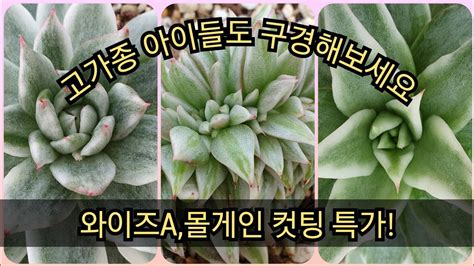 12월 19일 고가종의 금 아이들과 특가 컷팅아이도 있어요 구경해보시고 찜해보세요 다육이 다육 다육이금 다육식물 다육이키우기 금다육 금다육이 Youtube